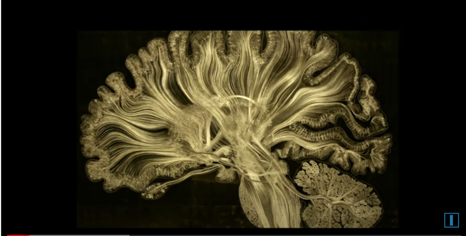 You Are The Observer and The Observed [Video] - NFPS Ltd